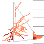 Cell Features :: Allen Brain Atlas: Cell Types