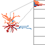 Cell Features :: Allen Brain Atlas: Cell Types