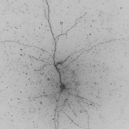 Morphology Experiment :: Allen Brain Atlas: Cell Types