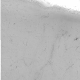 Morphology Experiment :: Allen Brain Atlas: Cell Types